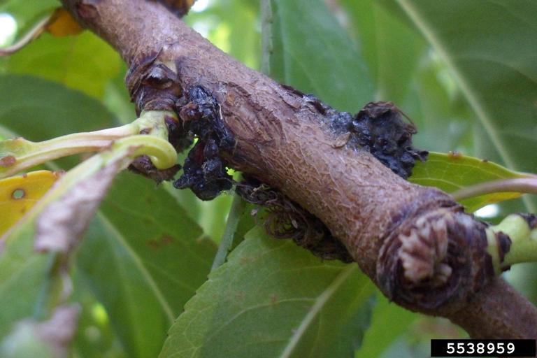 brown rots (Genus Monilinia)