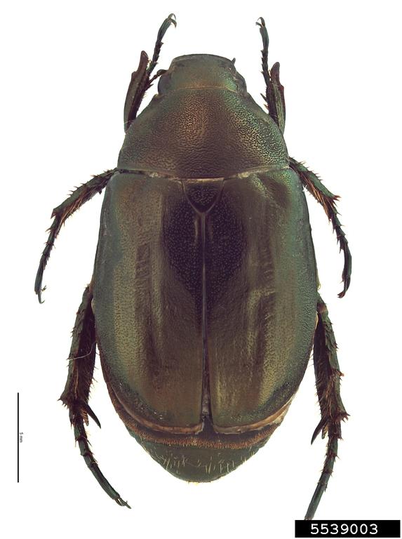 cupreus chafer (Anomala cuprea (Hope, 1839))