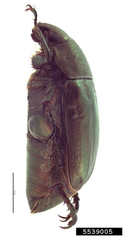 cupreus chafer (Anomala cuprea (Hope, 1839))