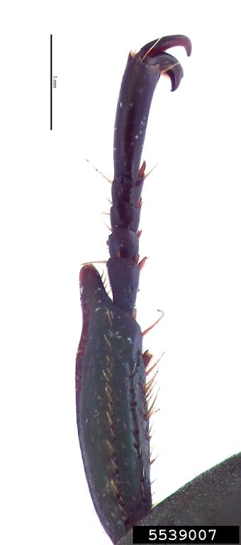cupreus chafer (Anomala cuprea)