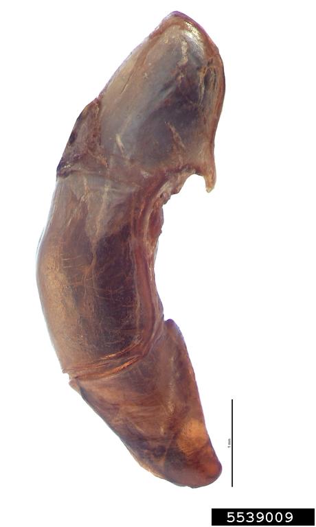 cupreus chafer (Anomala cuprea)