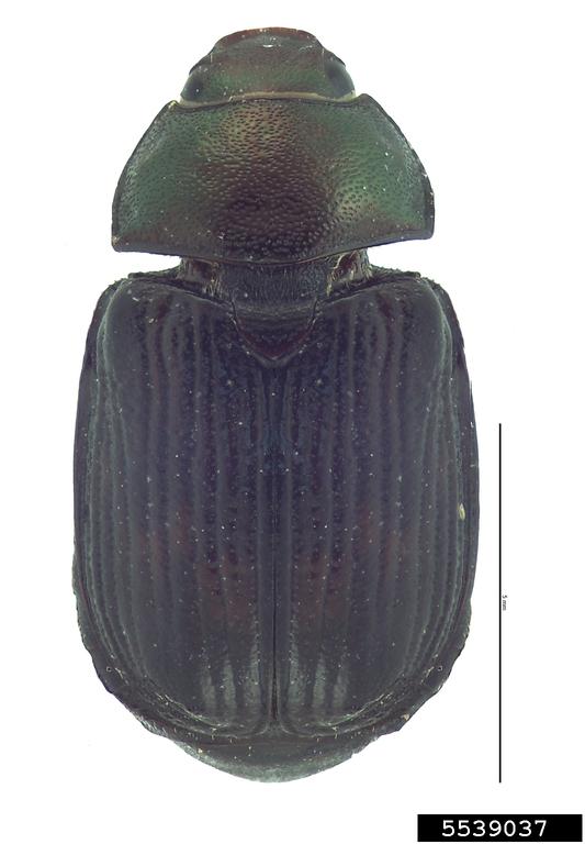 oriental beetle (Exomala orientalis (Waterhouse, 1875))