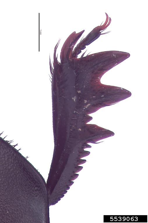 tumblebug (Canthon pilularius (Linnaeus, 1758))