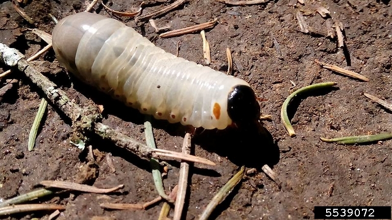 May-June beetles (Genus Phyllophaga Harris 1827)