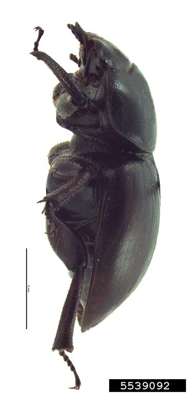 Honolulu Hawaiian stag beetle (Apterocyclus honoluluensis Waterhouse)