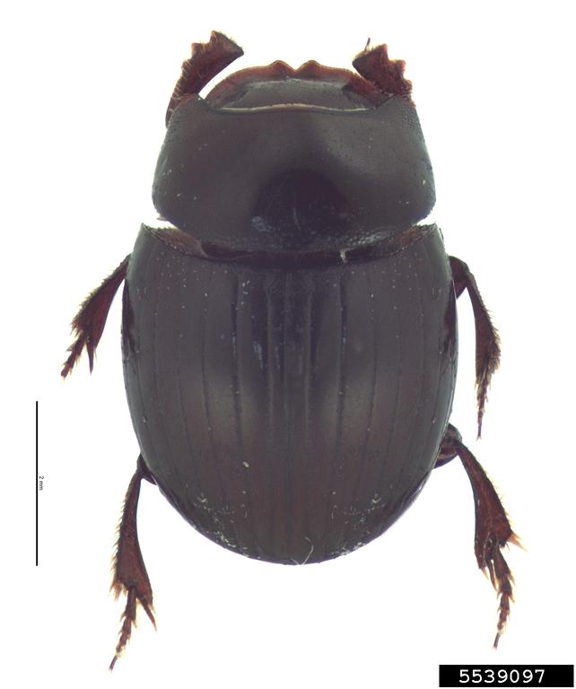 Leconte's dung beetle (Ateuchus lecontei (Harold))