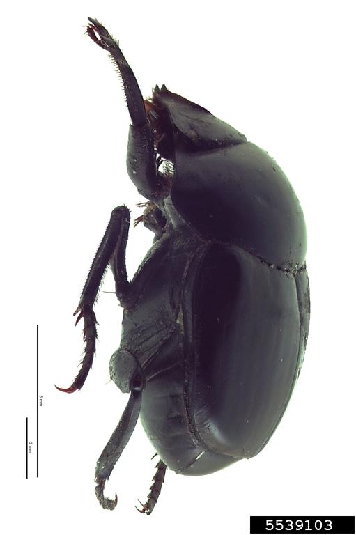 Humid Dung Tumbler (Canthon humectus (Say))