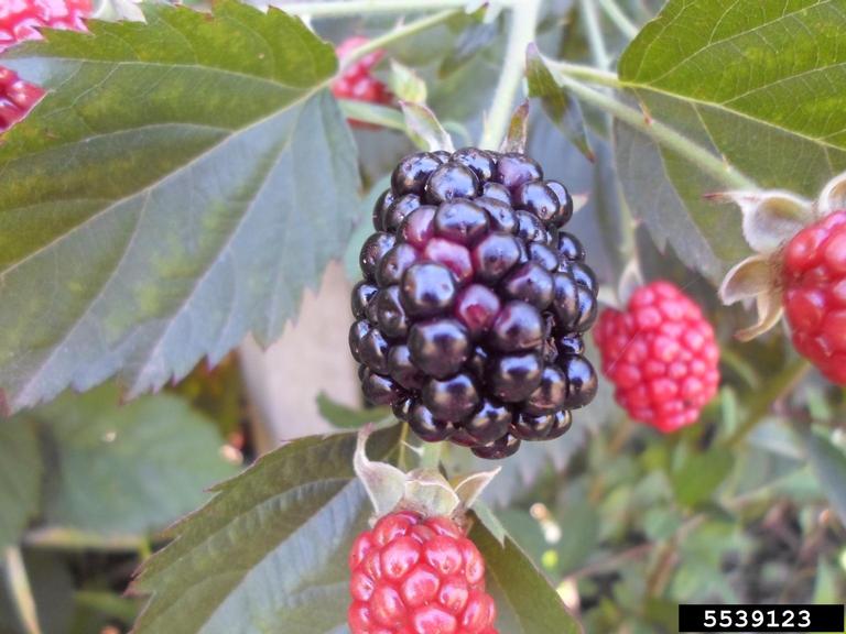 cane fruit (blackberry, raspberry), Rubus spp. (Rosales: Rosaceae ...