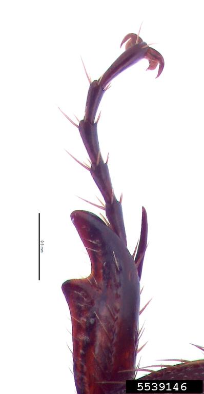 Asiatic garden beetle (Maladera castanea)