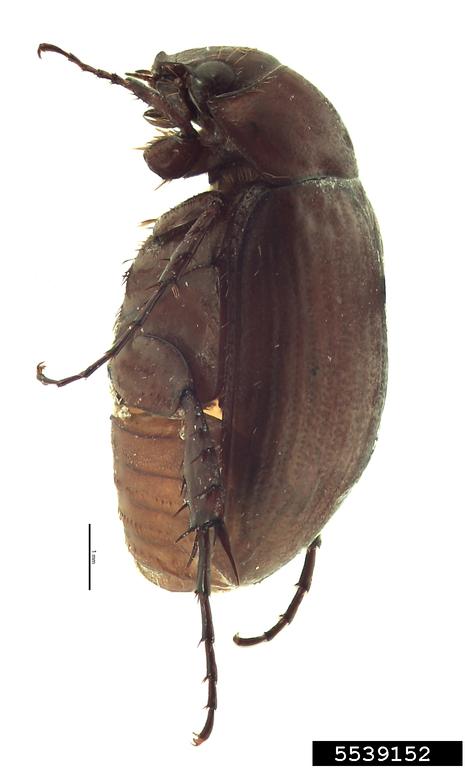 Asiatic garden beetle (Maladera castanea (Arrow, 1913))