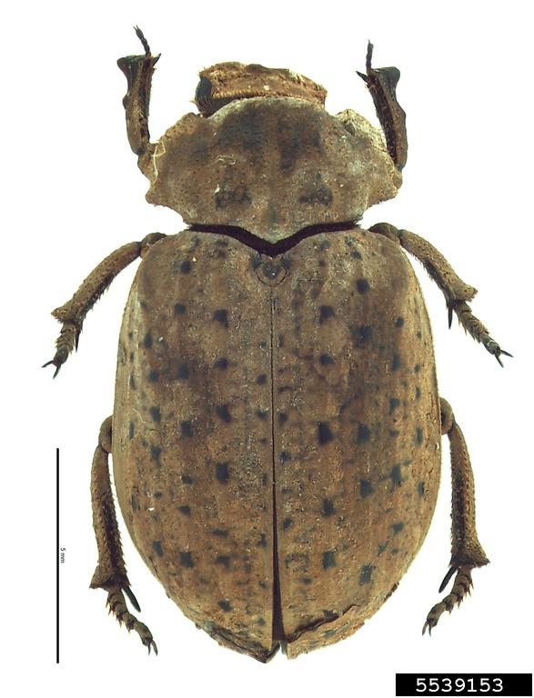 hide beetle (Omorgus suberosus (Fabricius, 1775))