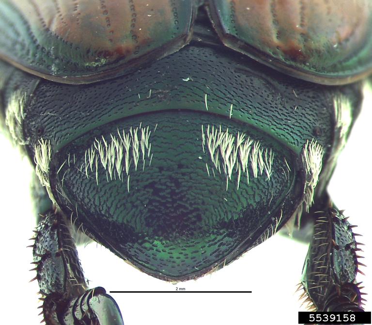 Japanese beetle (Popillia japonica Newman, 1841)
