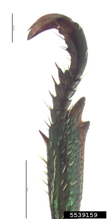 Japanese beetle (Popillia japonica)