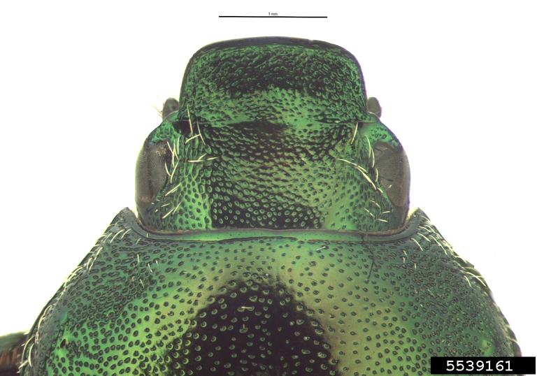 Japanese beetle (Popillia japonica)