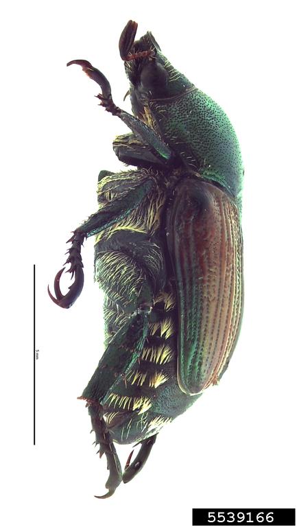 Japanese beetle (Popillia japonica Newman, 1841)