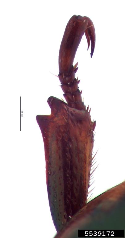 scarab beetle (Popillia lewisi Arrow, 1913)