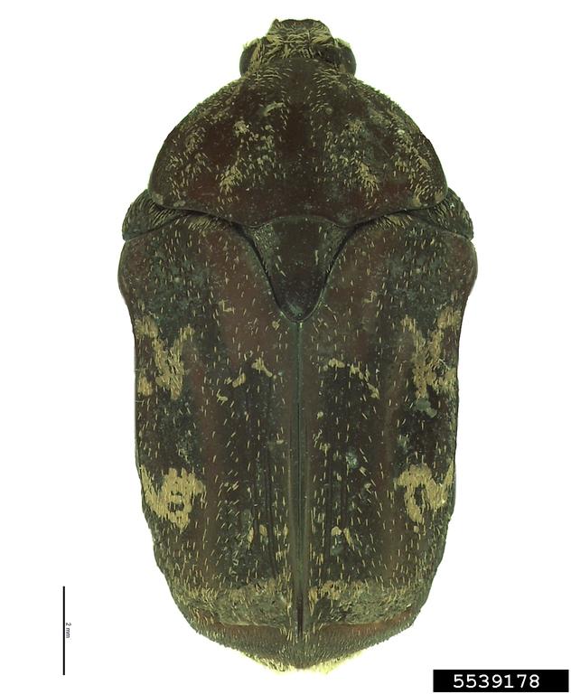 mango flower beetle (Protaetia fusca (Herbst, 1790))