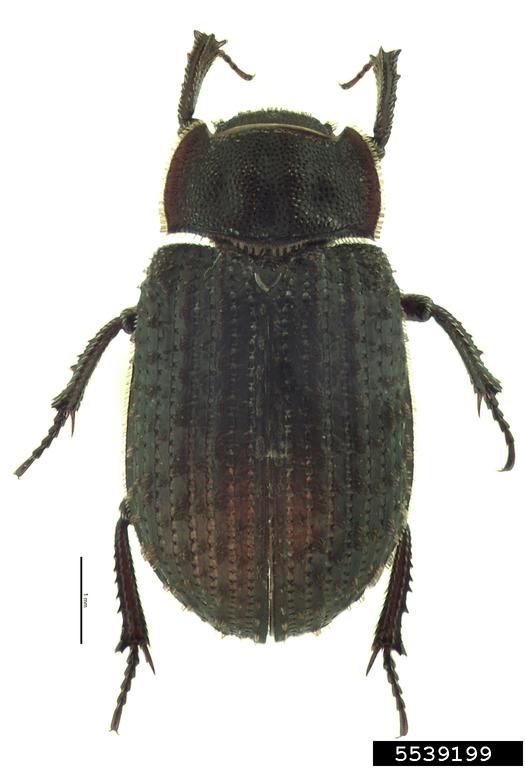 hide beetle (Trox scaber)
