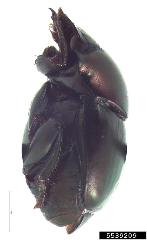 Tumblebug (Canthon viridis (Beauvois))