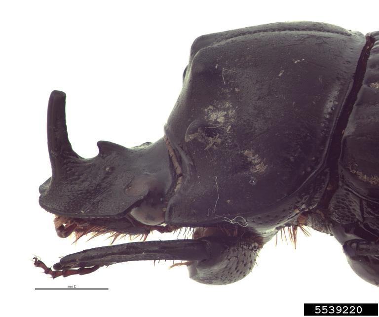 black dung beetle (Copris incertus Say)