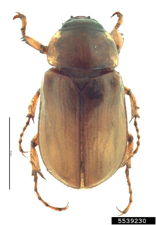 Southwestern Masked Chafer (Cyclocephala pasadenae (Casey))
