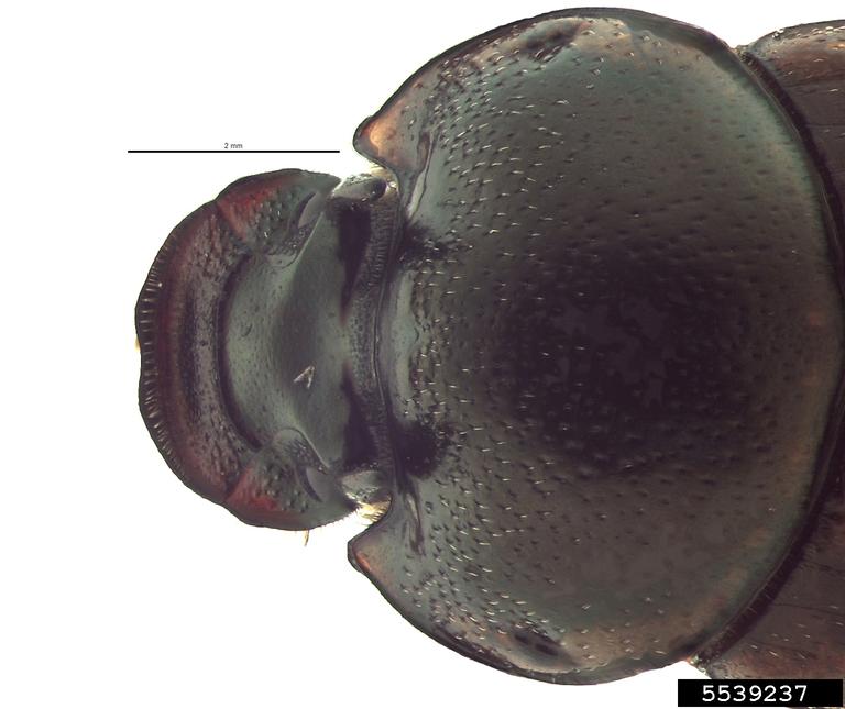 brown dung beetle (Digitonthophagus gazella (Fabricius))