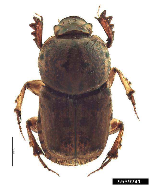 greater sandy dung beetle (Euoniticellus africanus (Harold))
