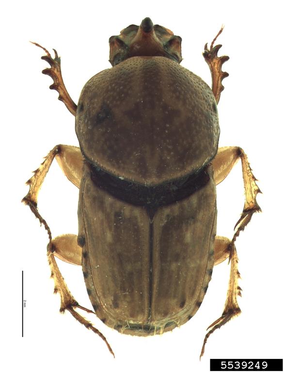 intermediate sandy dung beetle (Euoniticellus intermedius)