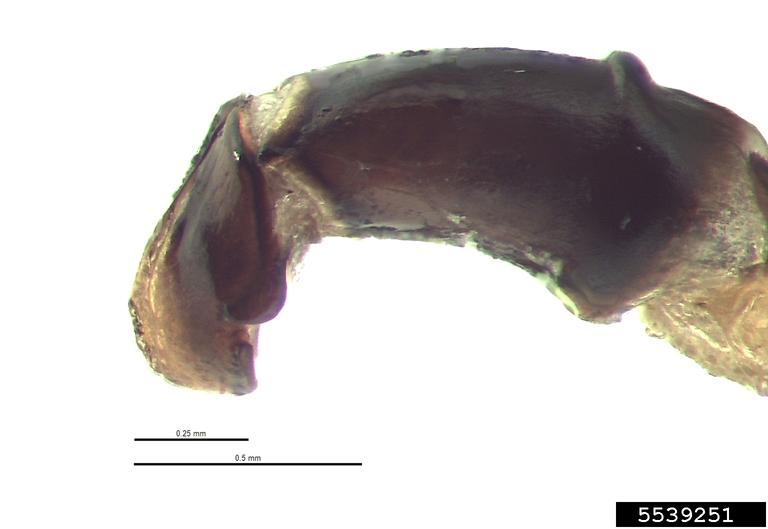 intermediate sandy dung beetle (Euoniticellus intermedius (Reiche))