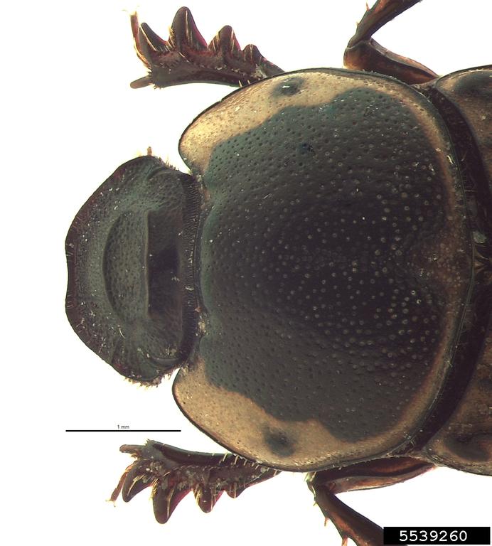 yellow shouldered dung beetle (Oniticellus militaris)