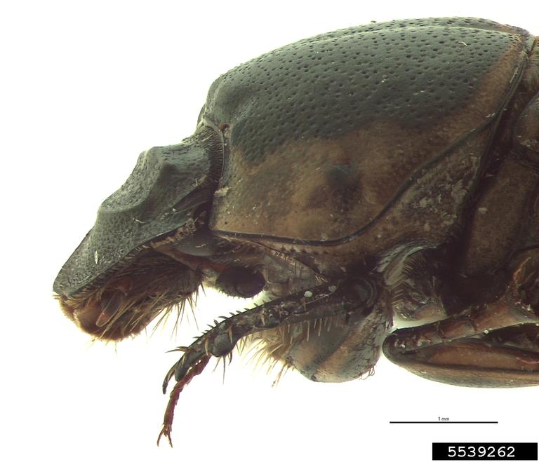 yellow shouldered dung beetle (Oniticellus militaris Laporte, 1840)