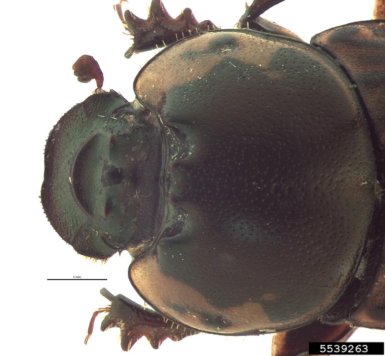 yellow shouldered dung beetle (Oniticellus militaris (Laporte [Comte de ...