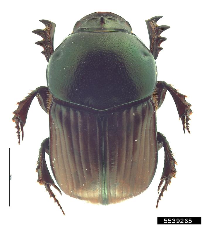 Alexis dung beetle, Onitis alexis (Coleoptera: Scarabaeidae) - 5539265