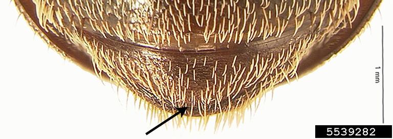 Chinese rose beetle (Adoretus sinicus)