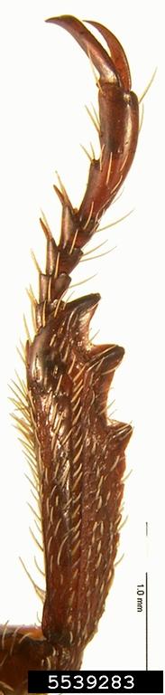 Chinese rose beetle (Adoretus sinicus Burmeister, 1855)