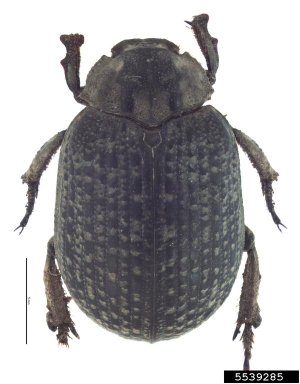 tall hide beetle (Omorgus procerus (Harold))