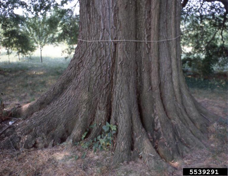 willow oak (Quercus phellos)