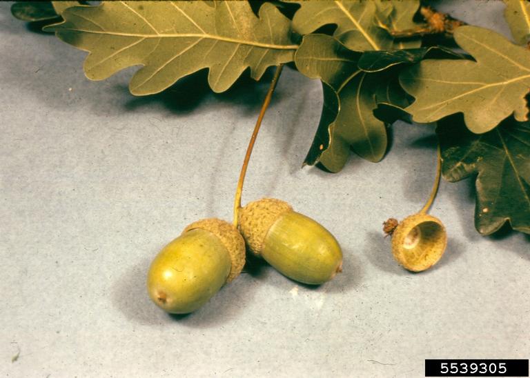 English oak (Quercus robur L.)