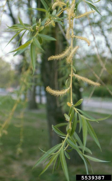 weeping willow (Salix babylonica L.)