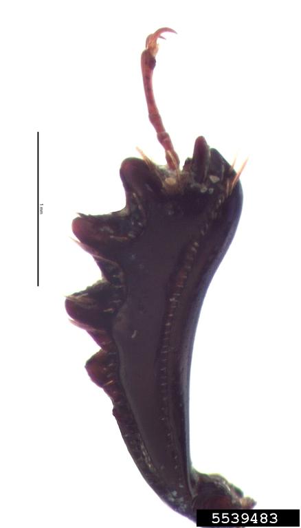 bordered dung beetle (Oniticellus cinctus)