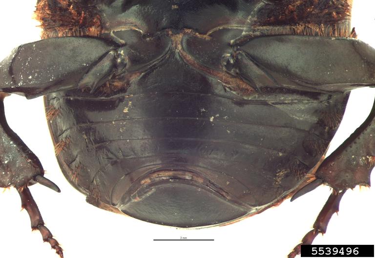 Phartopus dung beetle (Onitis phartopus Lansberge)