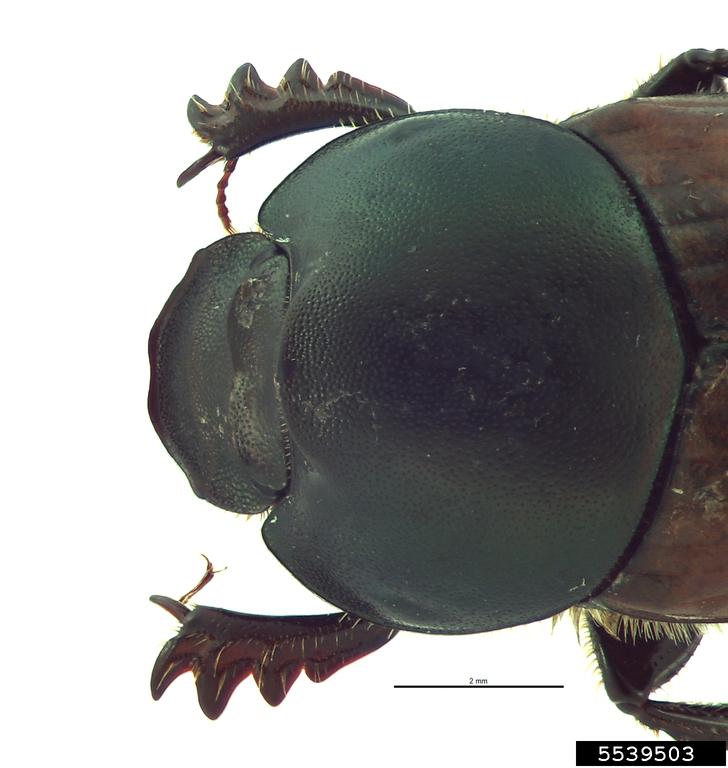 coastal dung beetle (Onthophagus nigriventris D'Orbigny)