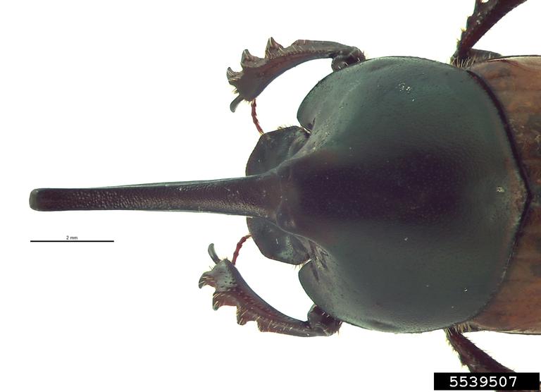 coastal dung beetle (Onthophagus nigriventris D'Orbigny)