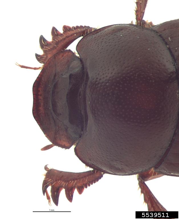 armed dung beetle (Onthophagus armatus)