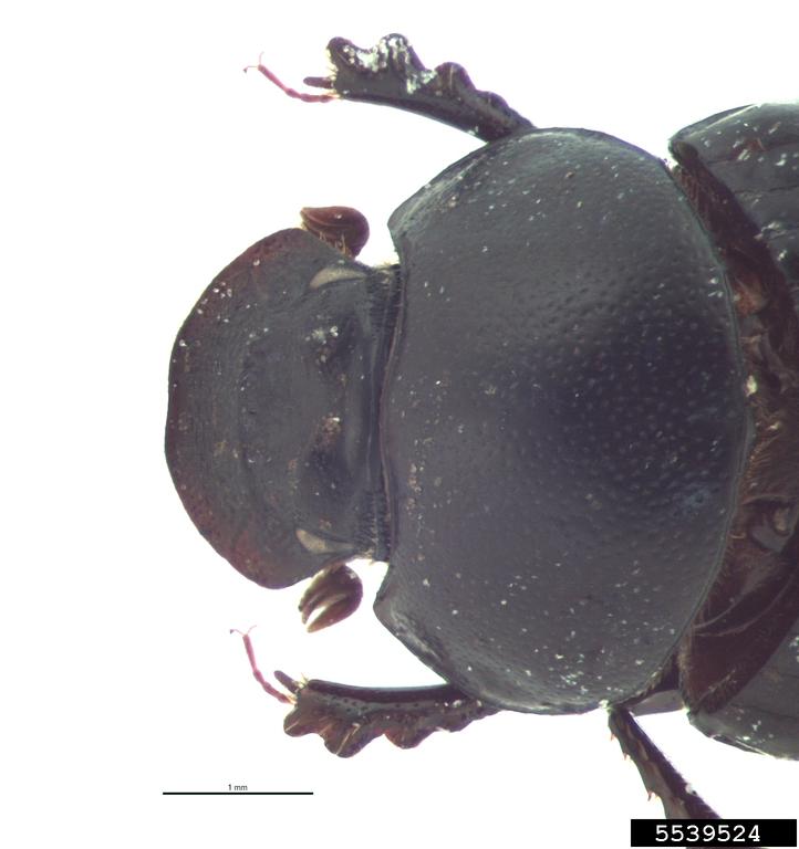 Compere's dung beetle (Onthophagus comperei Blackburn)