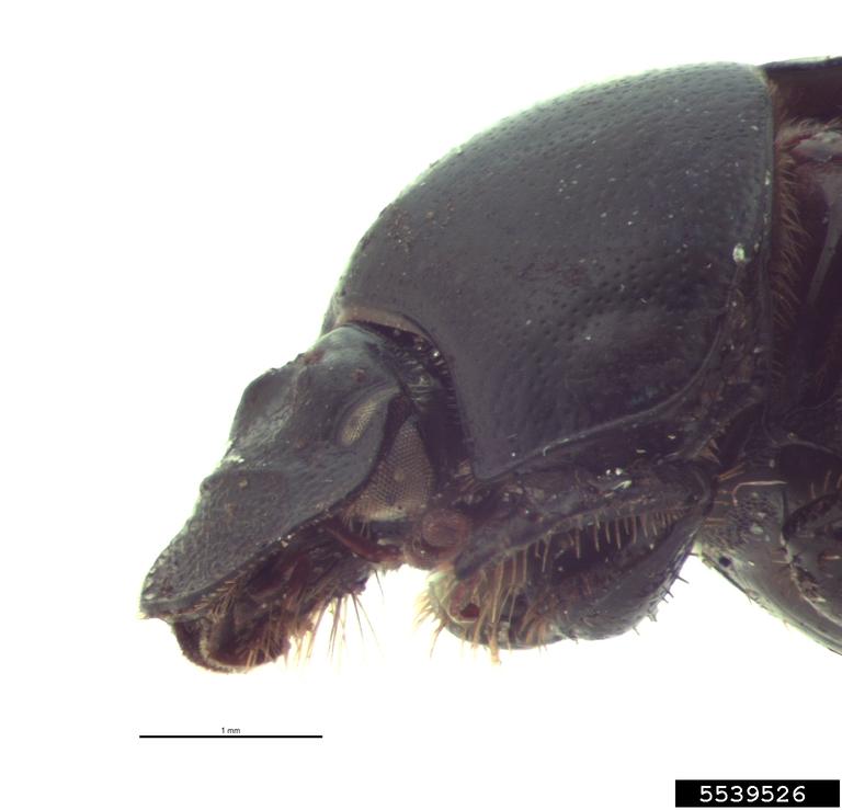 Compere's dung beetle (Onthophagus comperei Blackburn)