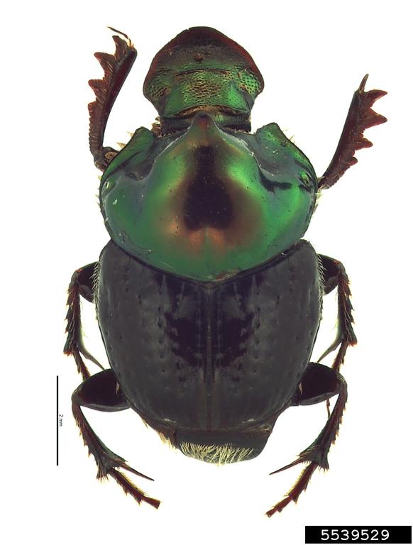 burrow dung beetle (Onthophagus cuniculis MacLeay)