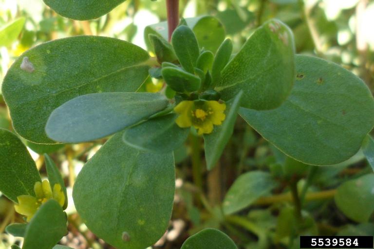 common purslane (Portulaca oleracea L.)