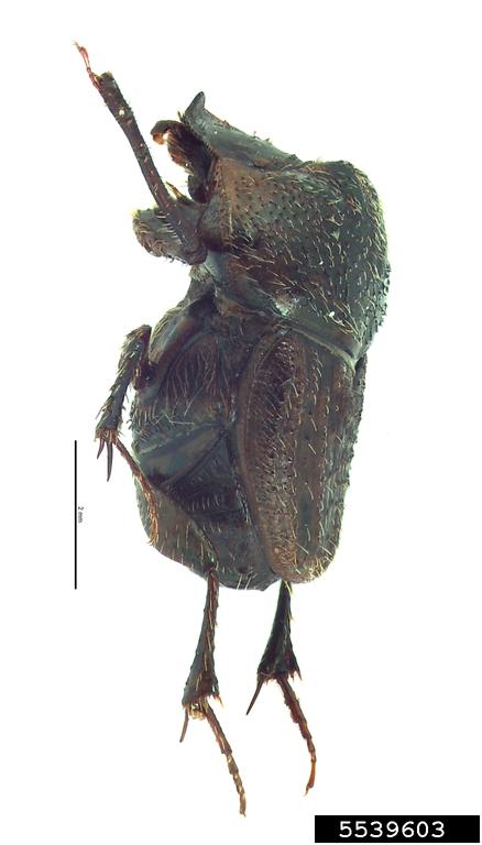 granulose dung beetle (Onthophagus granulatus Boheman)