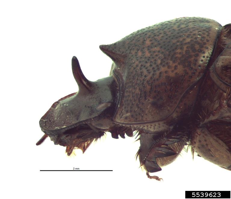 Sri Lankan dung beetle (Onthophagus sagittarius (Fabricius))